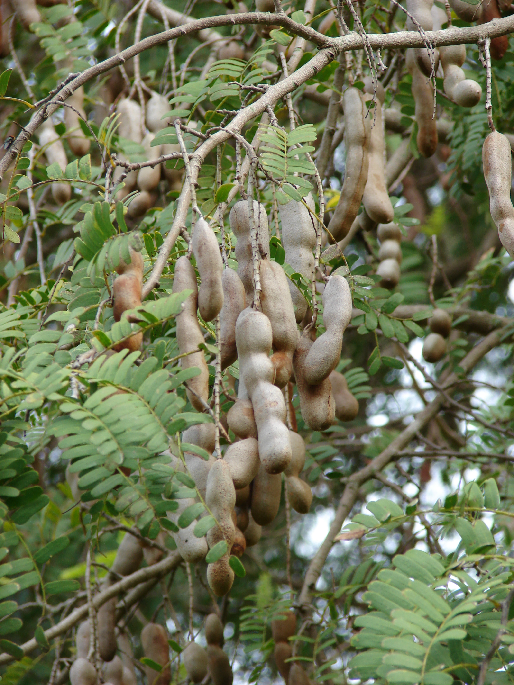 Tamarind tree | Three Worlds One Vision
