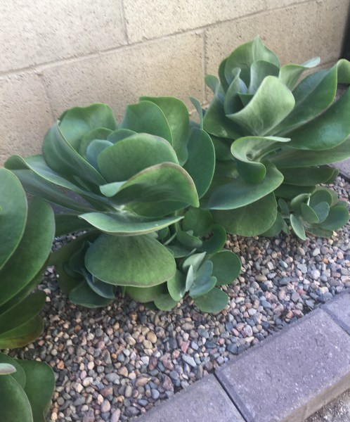 Lessons from Nature: Adapting to Change | Three Worlds One Vision